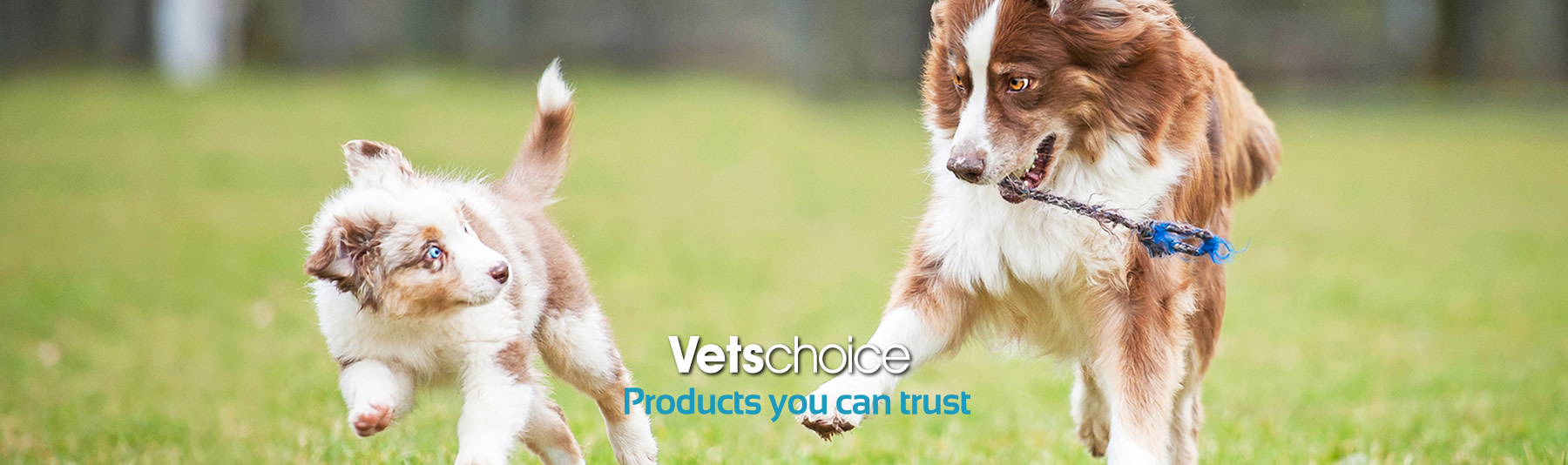 vetschoice-banner | Tangerine Group